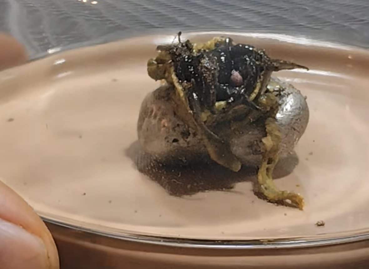 Il video virale dell’alieno di Panama ci fa capire come riconoscere le ...