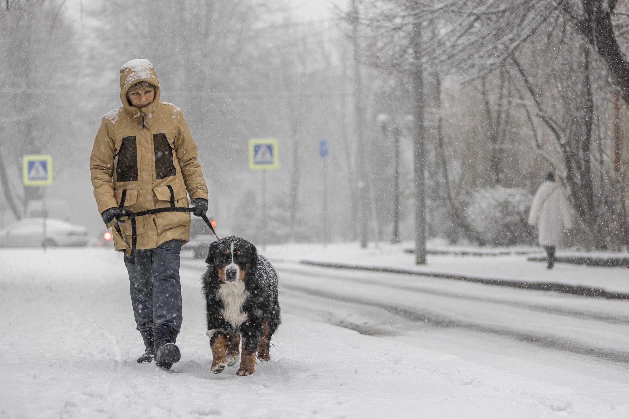 Perché si dice “fa un freddo cane”: l’origine e il significato dell ...