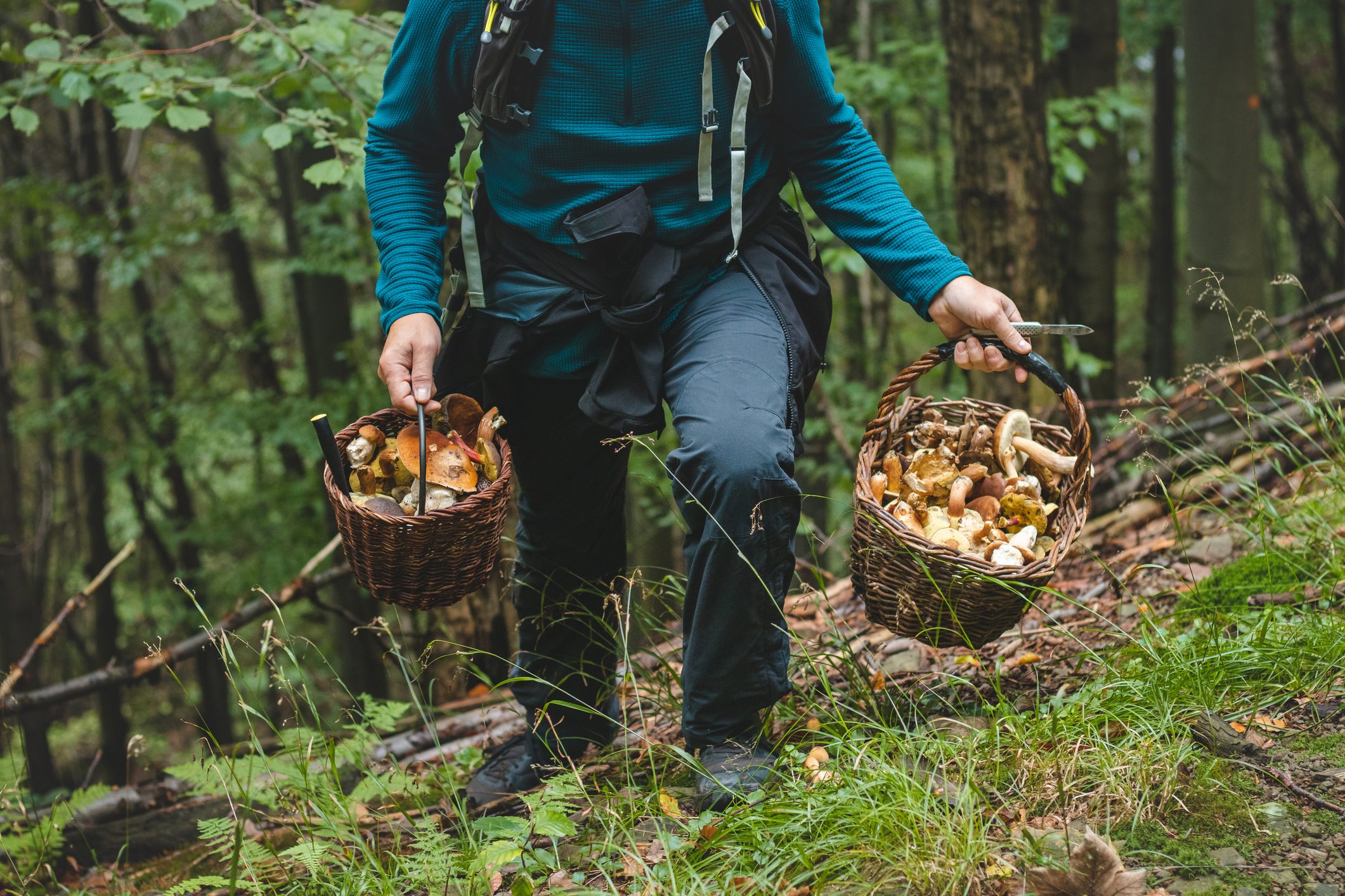 Funghi commestibili e velenosi in Italia: quali sono e come ...