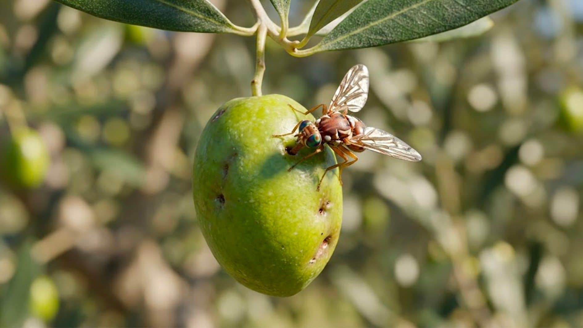 Cos’è la mosca dell’olivo, come riconoscerla e cosa fare per prevenire ...