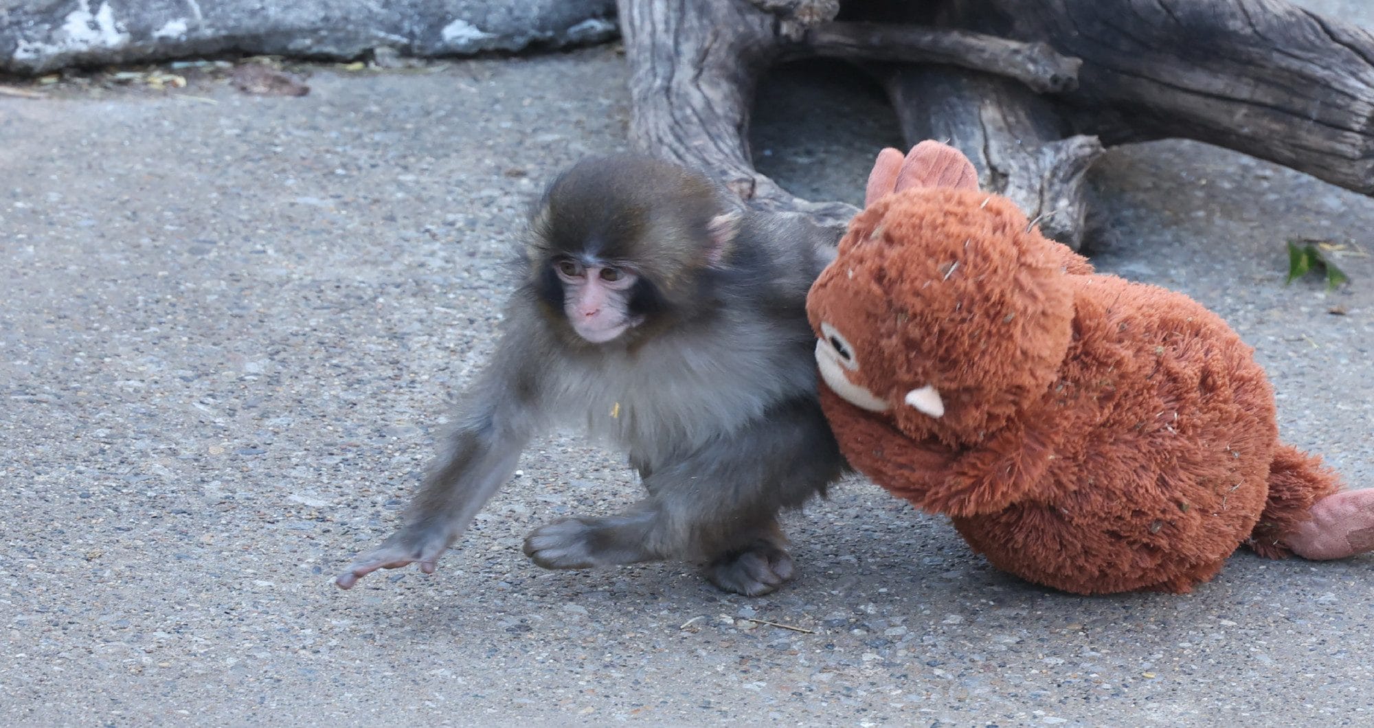 Cosa ci dice su di noi la storia di Punch, il macaco abbandonato dalla ...