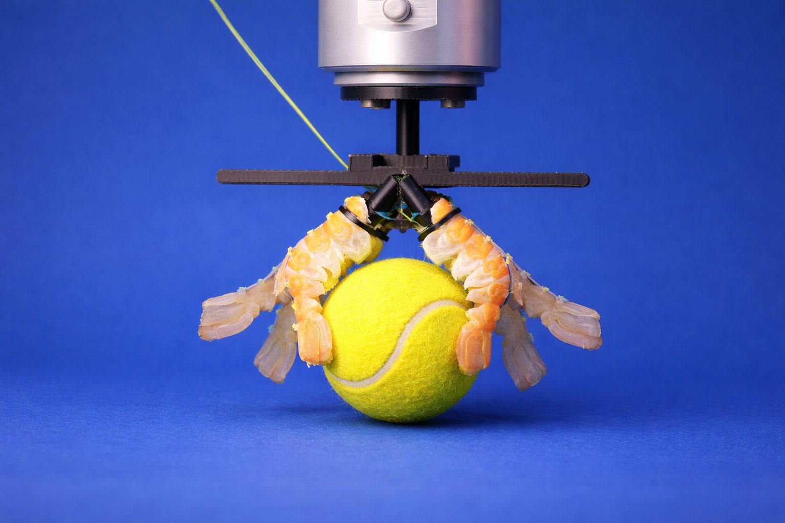 Gusci di scampi per costruire robot: lo studio di EPFL sul riuso di ...