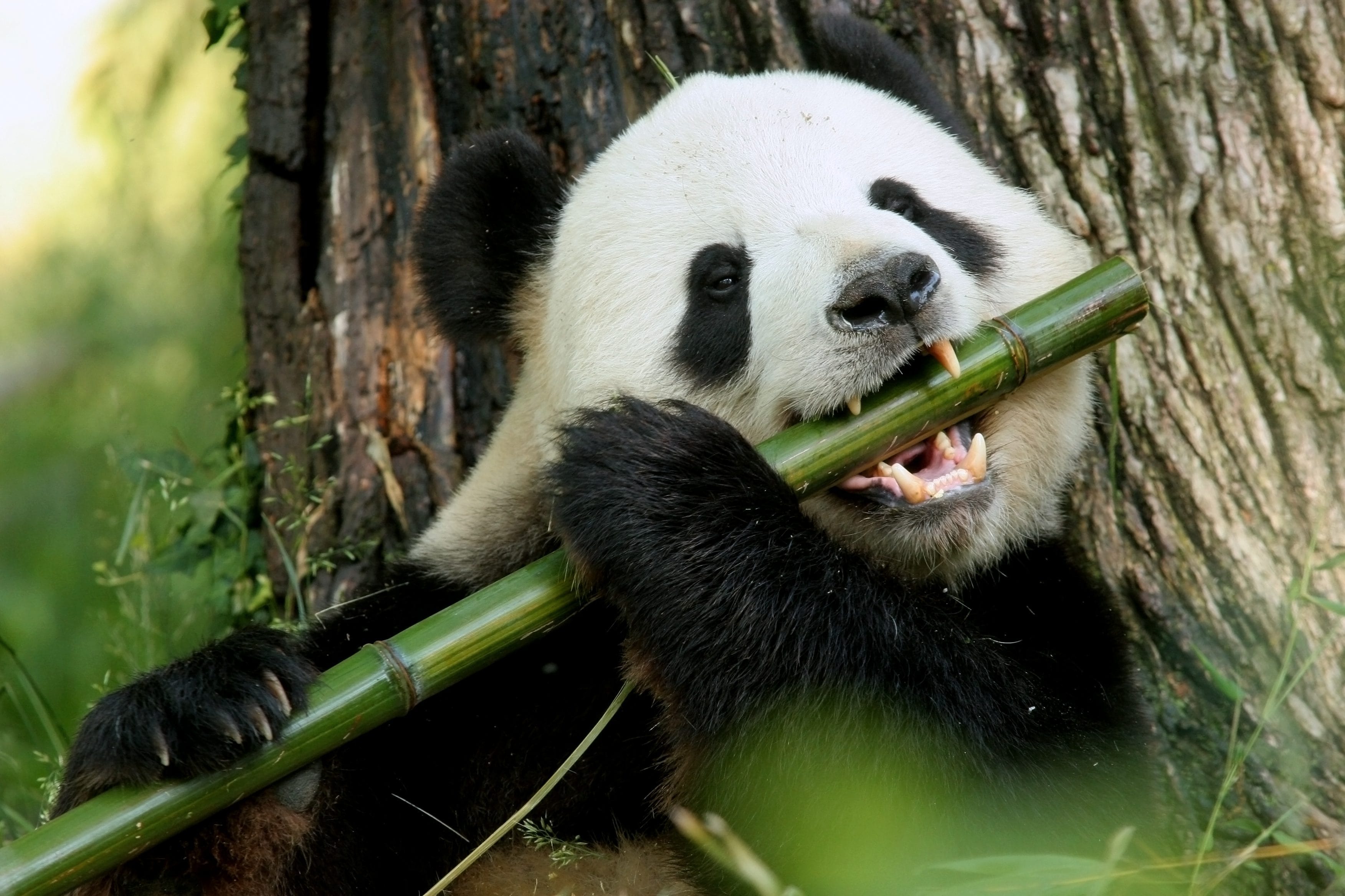 Il panda gigante non è più in pericolo estinzione da 10 anni, ma resta ...