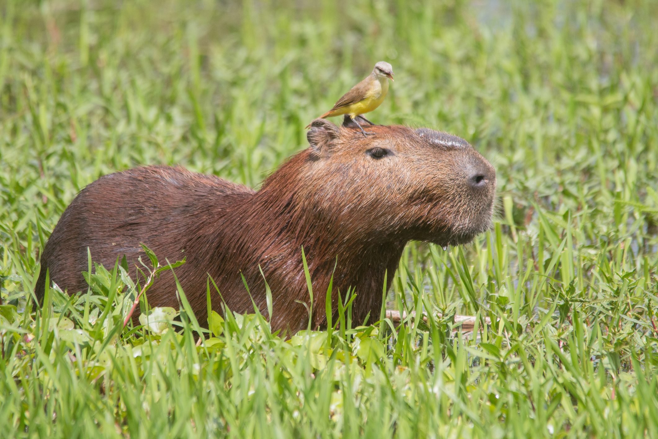 Il capibara è il roditore più grande del mondo: può pesare fino a 65 kg ...